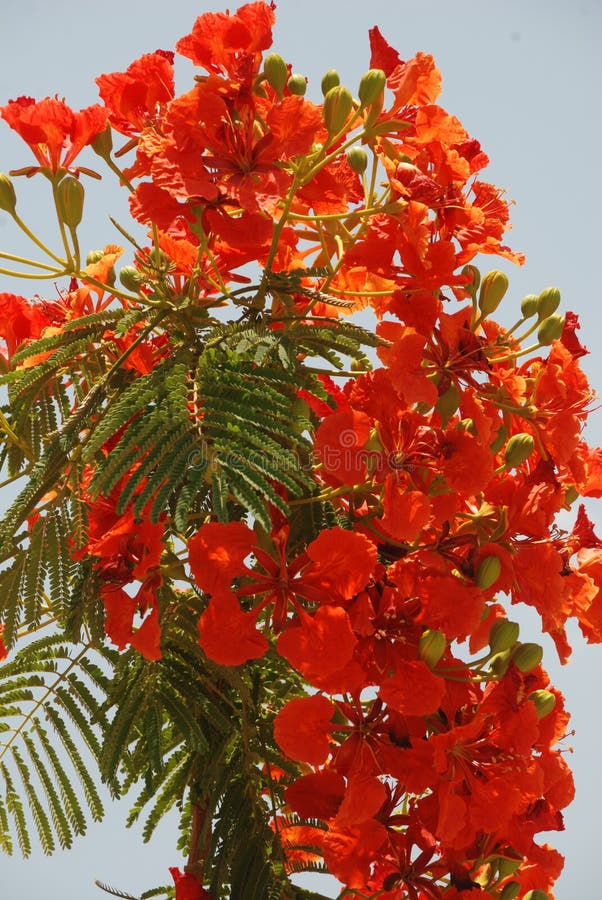 Phoenix flowers stock image. Image of arrangement, abundance - 41149085