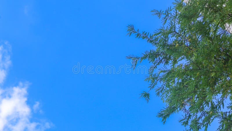 Phoenix Leaves and Blue Sky and Clouds Background Stock Image - Image ...