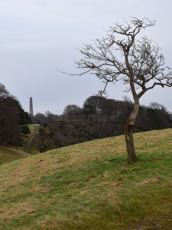 Phoenix Park Dublin Ireland Stock Photo - Image of forest, fairy: 167488086