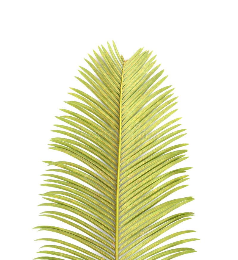 Phoenix Roebelenii, the Back of the Green Leaves Have Branch. Stock ...