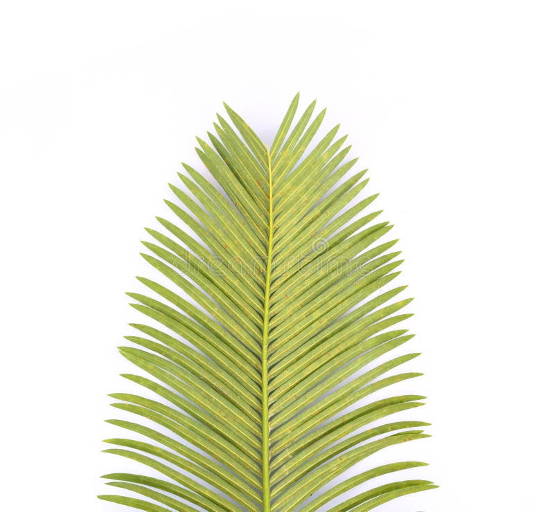 Phoenix Roebelenii, the Back of the Green Leaves Have Branch. Stock ...