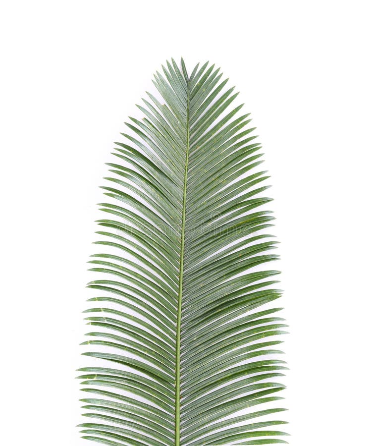 Phoenix Roebelenii, the Back of the Green Leaves Have Branch. Stock ...