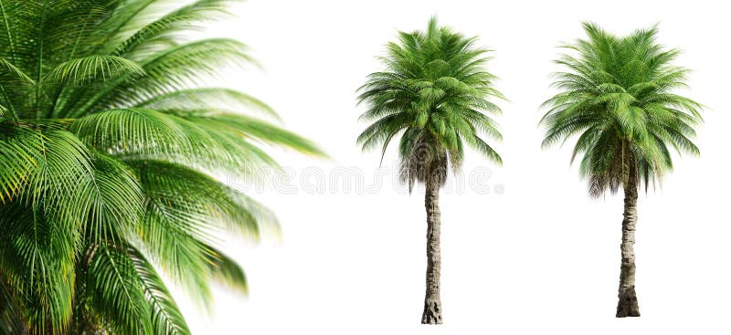 Phoenix Rupicola Tree (Cliff Date) Palm Trees Isolated on White ...