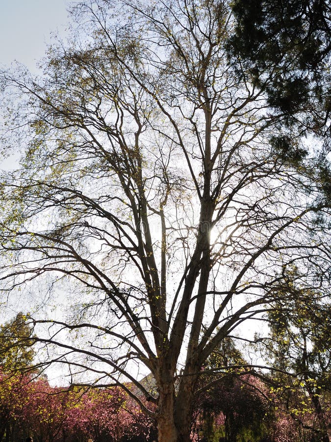 Phoenix Tree stock image. Image of heart, beauty, kunming - 23442885