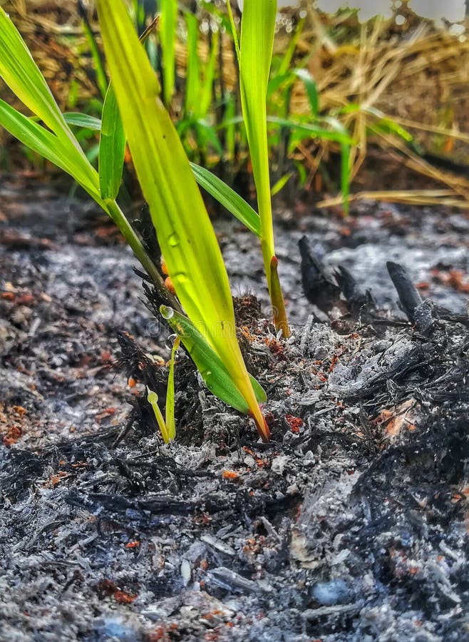 Phoenix tree stock photo. Image of green, nature, phoenix - 136475756