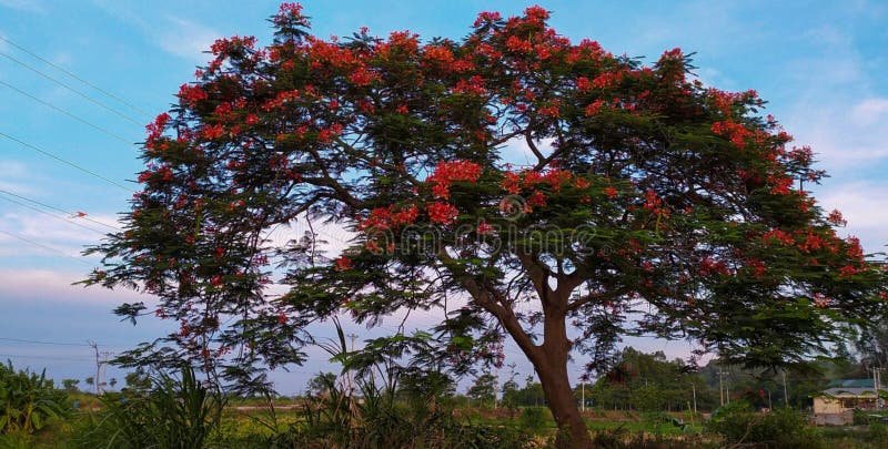 Phoenix-tree Sky Natural Plants Red Stock Image - Image of plants ...
