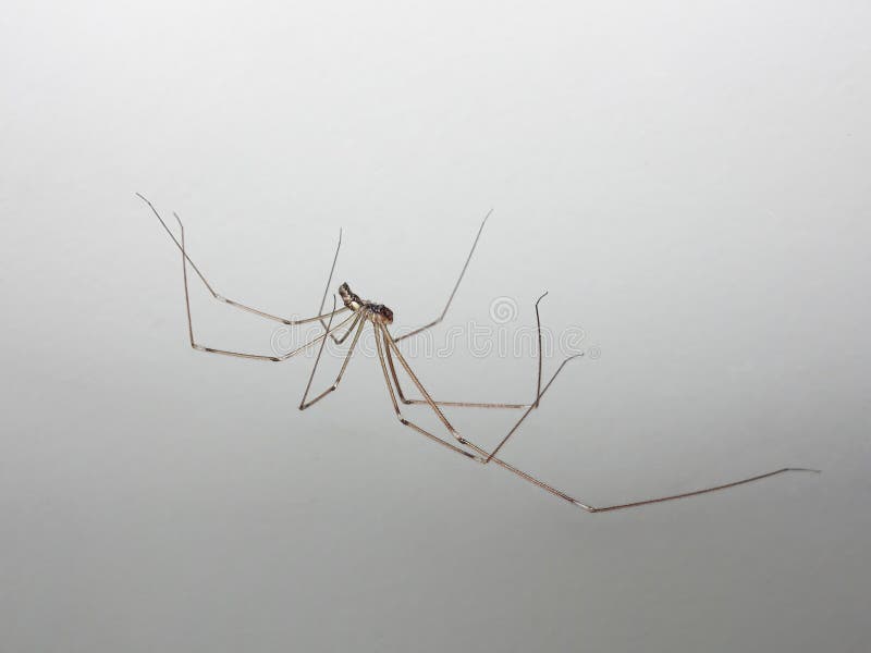 Pholcidae - Cellar Spider on the White Wall Stock Photo - Image of ...