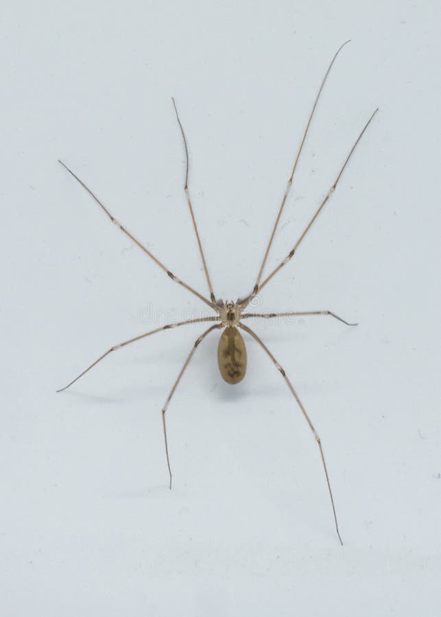 Pholcus Phalangioides, Also Known As the Longbodied Cellar Spider Stock ...