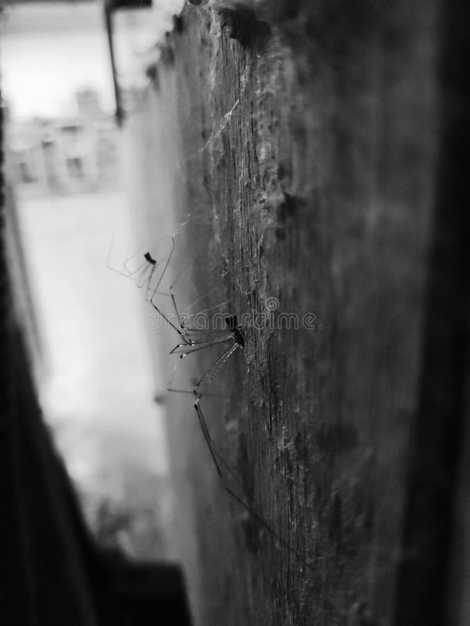 Pholcus Phalangioides Spider is Also Known As the Long-legged Spider ...