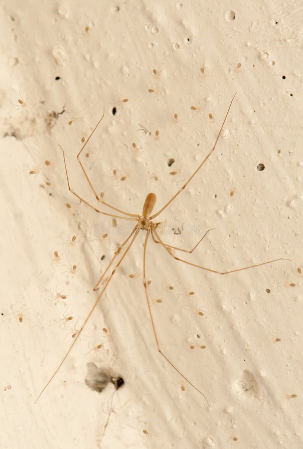 Pholcus stock photo. Image of phobia, venom, pholcidae - 32583774