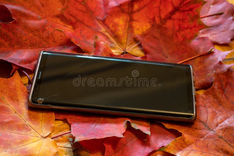 Phone in Autumn Maple Leaves Stock Image - Image of autumn, leaves ...