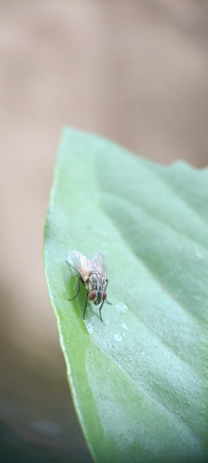 Phone Background Theme Flies Stick To the Leaves Stock Photo - Image of ...