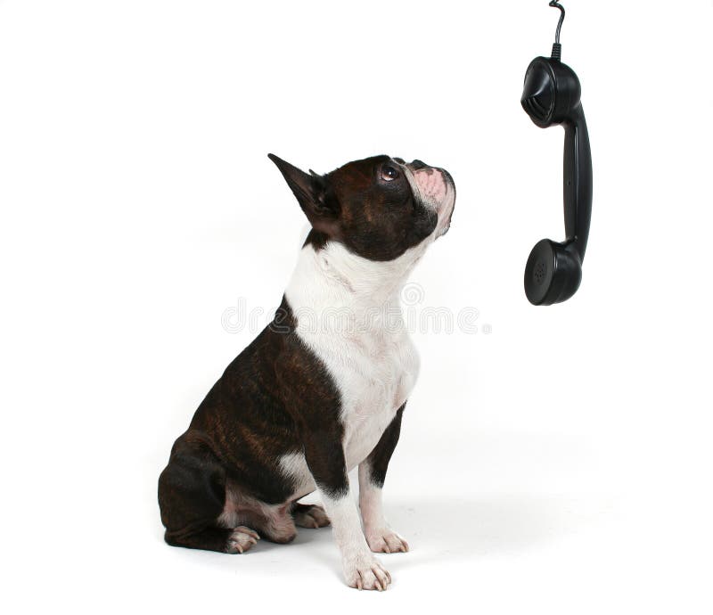 Business dog on the phone stock photo. Image of conversation - 31335268