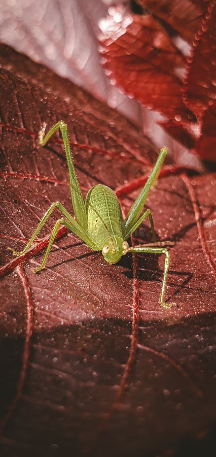 Phone Photography of a Insect / Grasshopper Stock Image - Image of ...