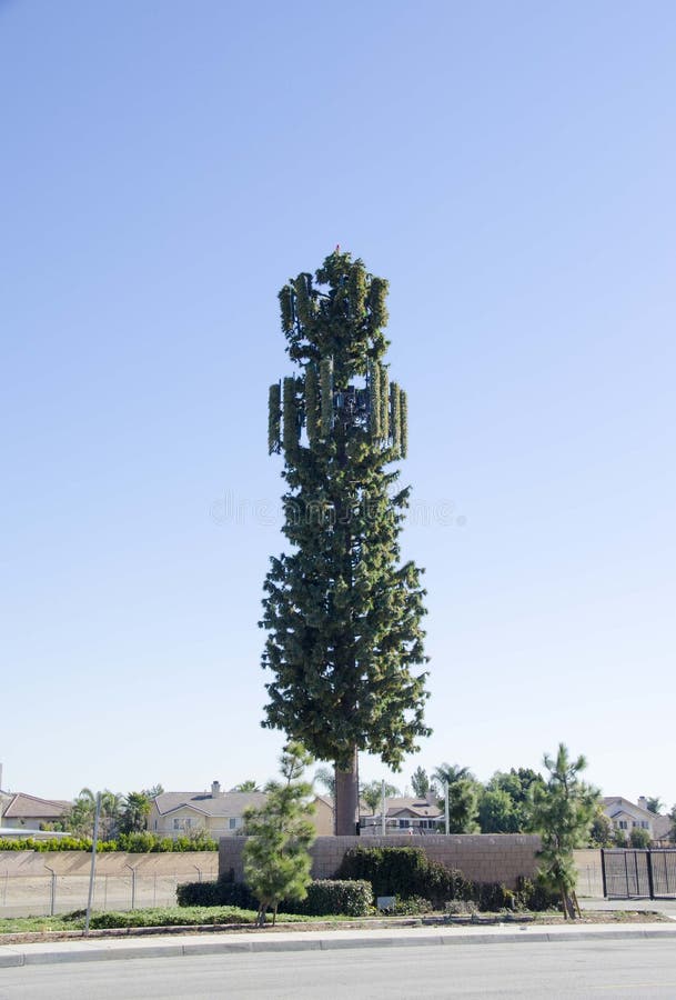 Phone tree. stock photo. Image of travel, data, sunshine - 85279714