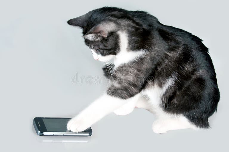Phoning cat stock image. Image of play, cute, mobile - 26887507