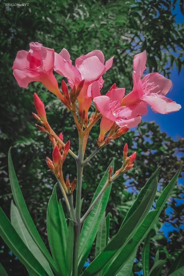 Phool Flower Lily Red Green Stock Image - Image of flower, phool: 206995781