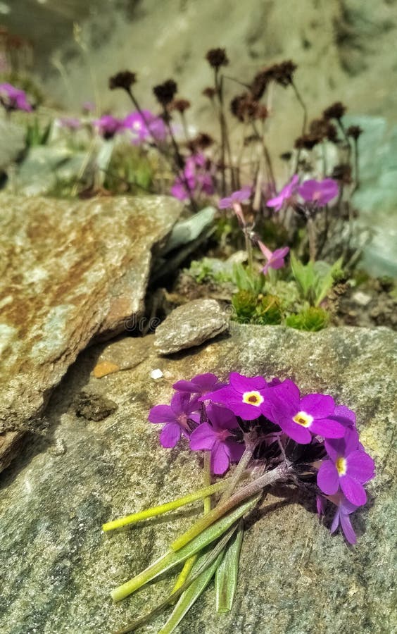 Phool stock image. Image of himalaya, massage, mountain - 172561221