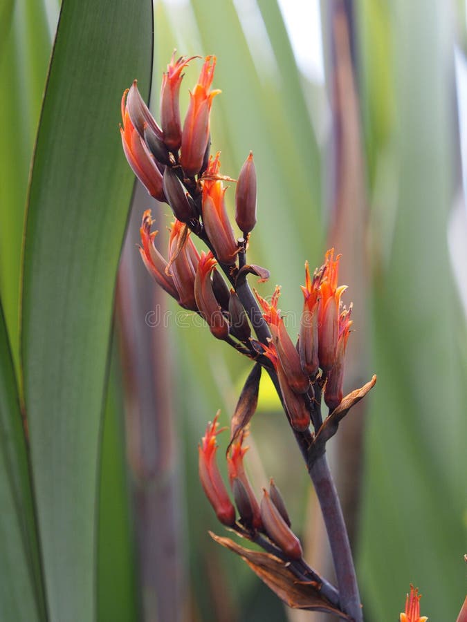 524 Phormium Stock Photos - Free & Royalty-Free Stock Photos from ...