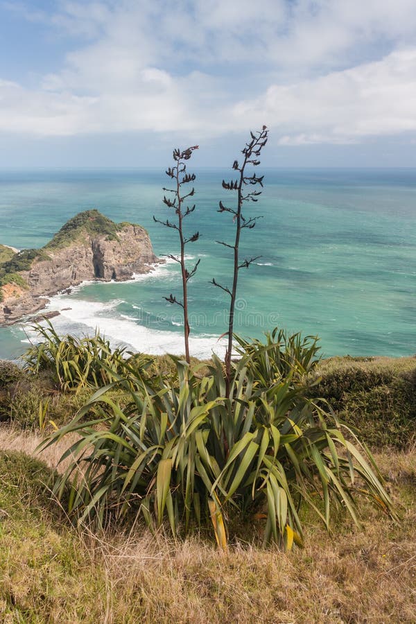 364 Phormium En El Microscopio Fotos de stock - Fotos libres de ...