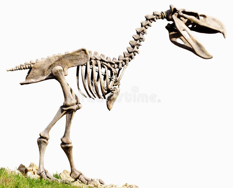 Phorusrhacos Skeleton
