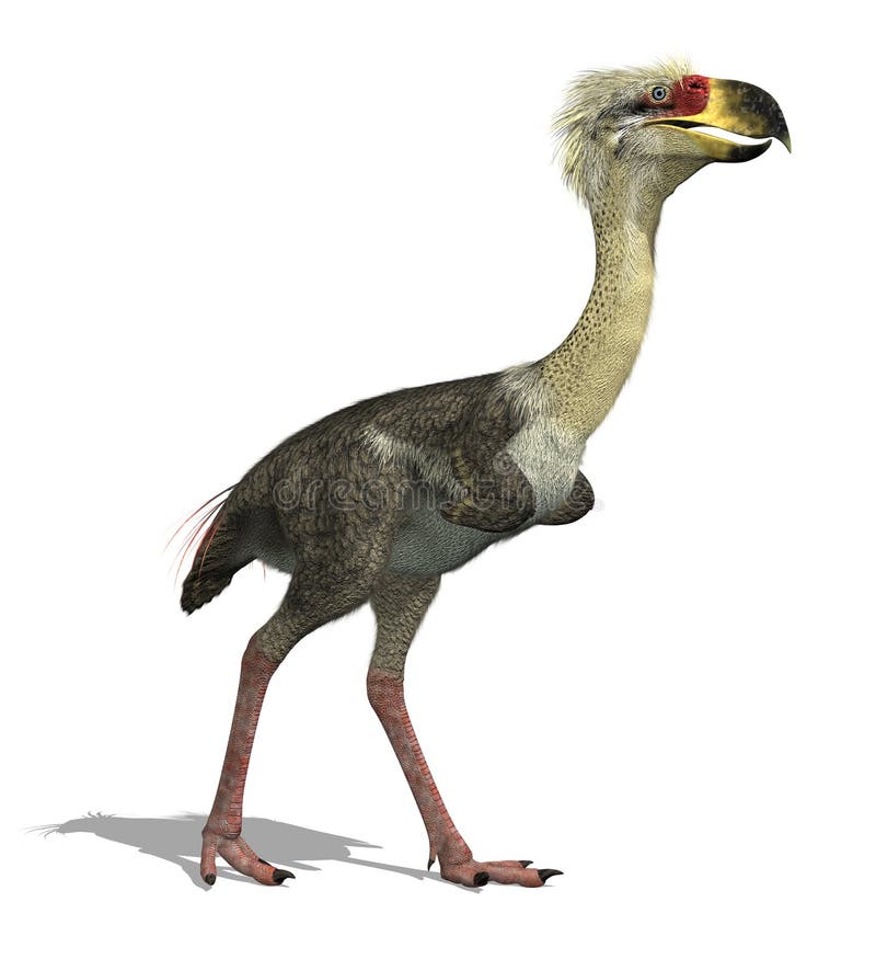 1,233,000+ Phorusrhacos Free Stock Photos - StockFreeImages