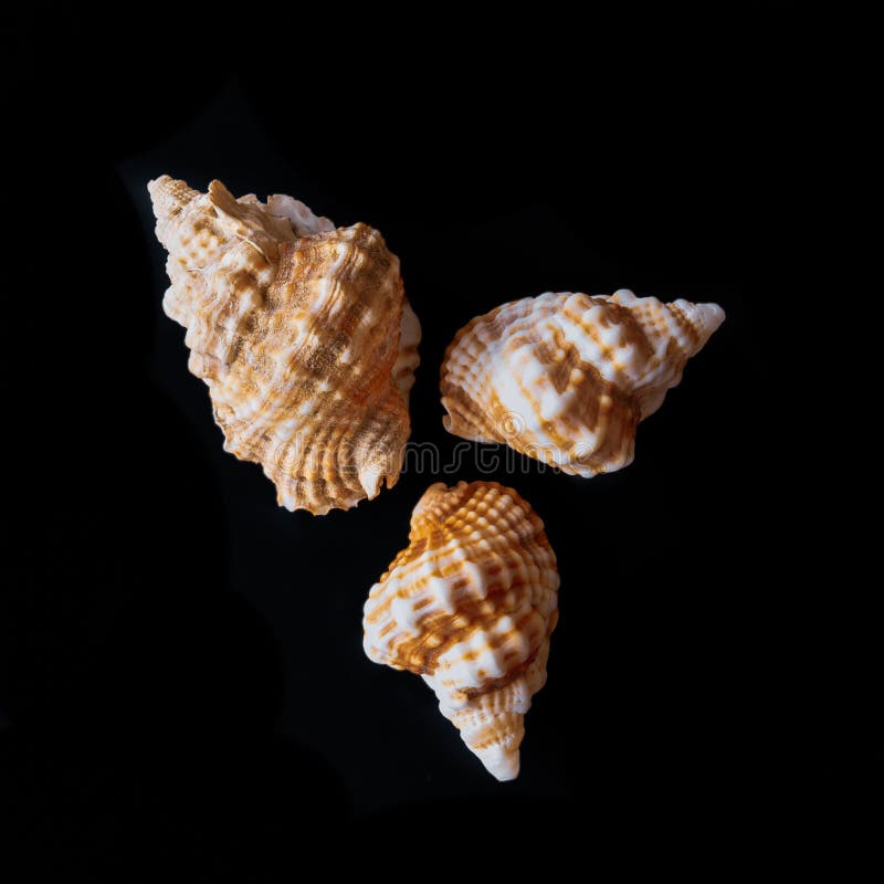 Phos Whelks. Pacific Seashells Stock Photo - Image of collection ...