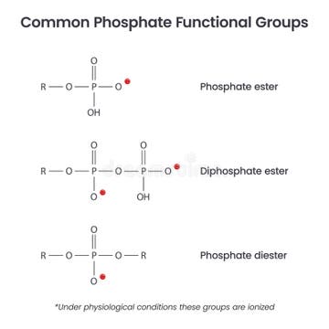 Phosphate Ion Functional Groups Biochemistry Vector Infographic Stock ...
