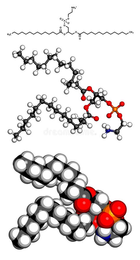 Phosphatidylethanolamine PE Cell Membrane Building Block Molecule ...