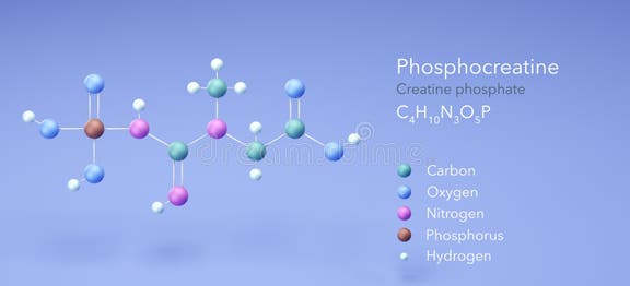 Phosphocreatine, Creatine Phosphate, Molecular Structures, 3d Model ...