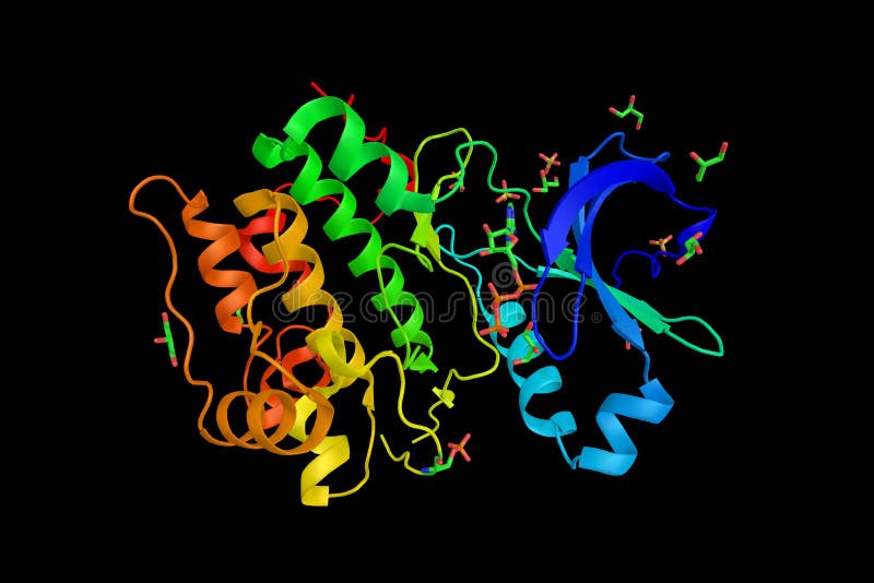 Phosphoinositide-dependent Kinase-1, a Protein Implicated in the Stock ...