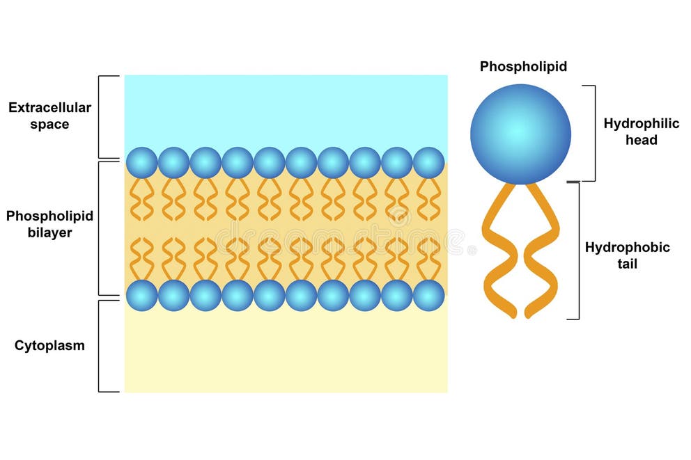 Phospholipid Bilayer Structure, Cell Membrane Structure Stock ...