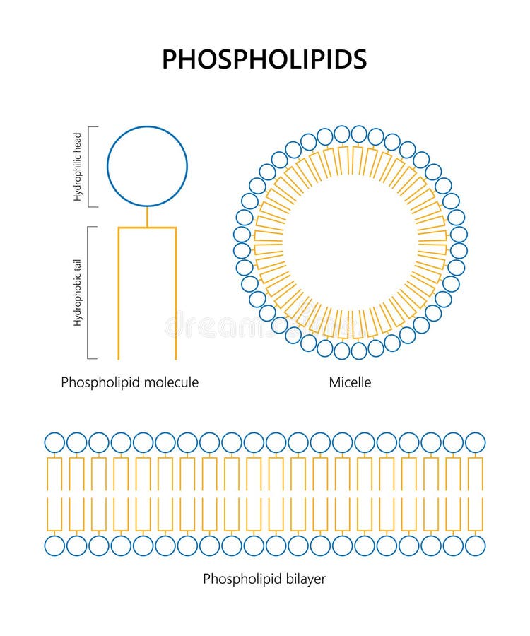 Phospholipid Labeled
