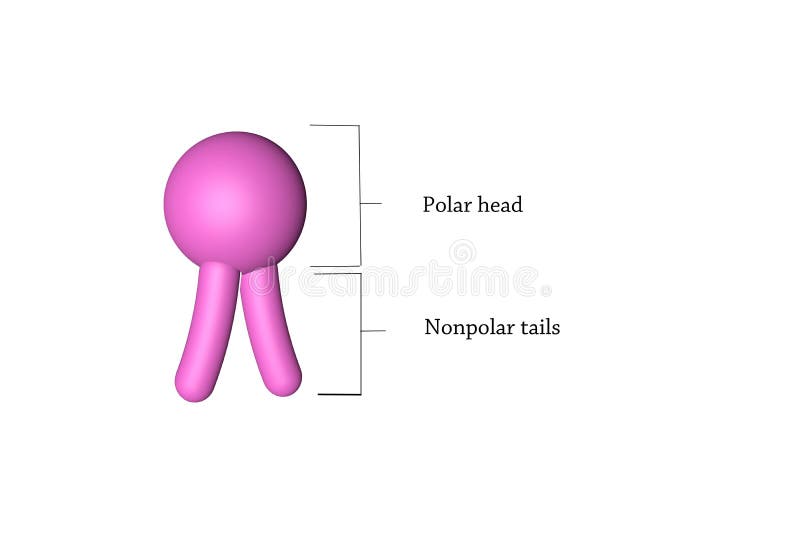 Phospholipid Structure,cell Membrane Structure Infographic. Stock ...