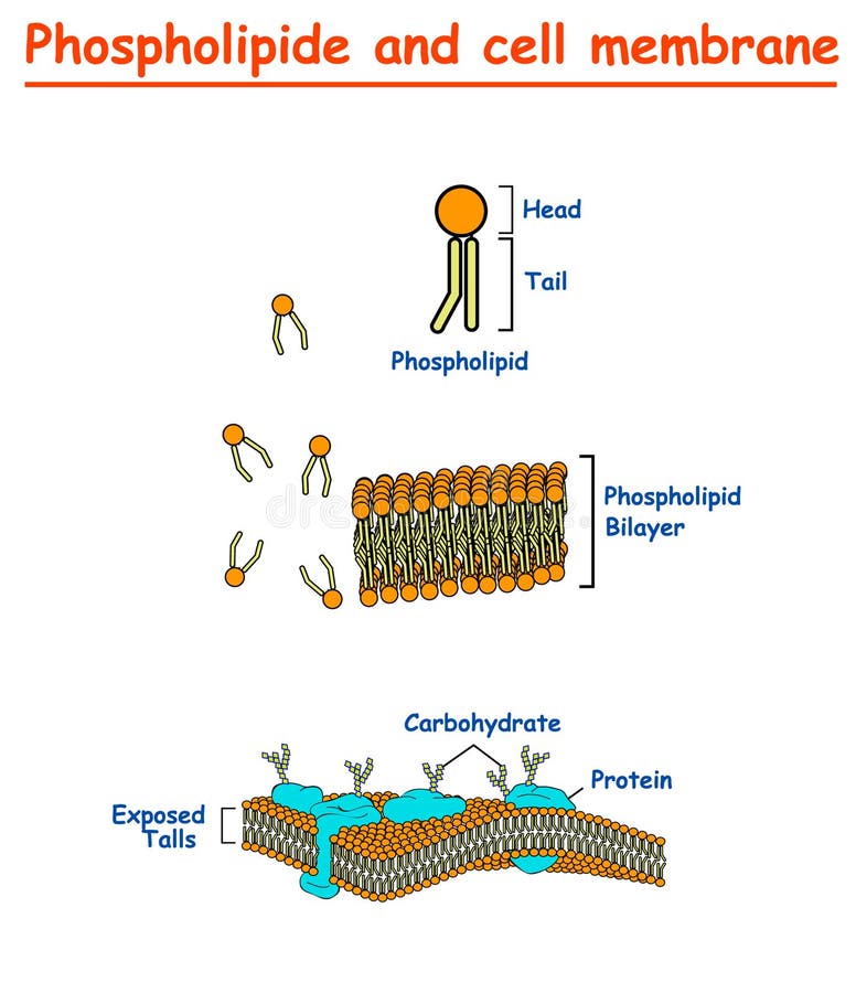 Cell Membrane Structure Diagram Info Graphic on White Background ...