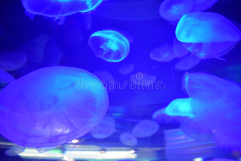 The Phosphorescence of Jellyfish, 1. Stock Image - Image of stage ...
