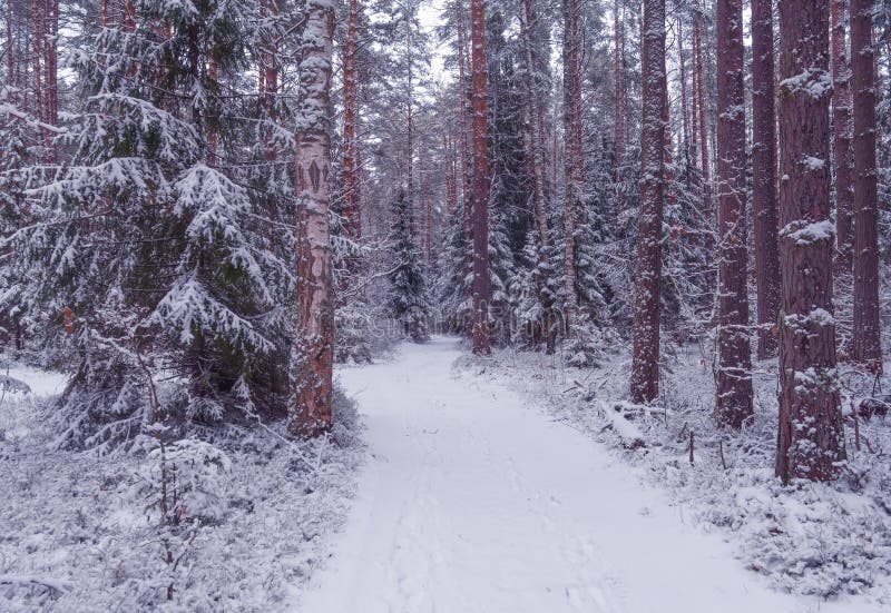 Phote of Beautiful Winter Forest in Morning Sunlight Stock Image ...