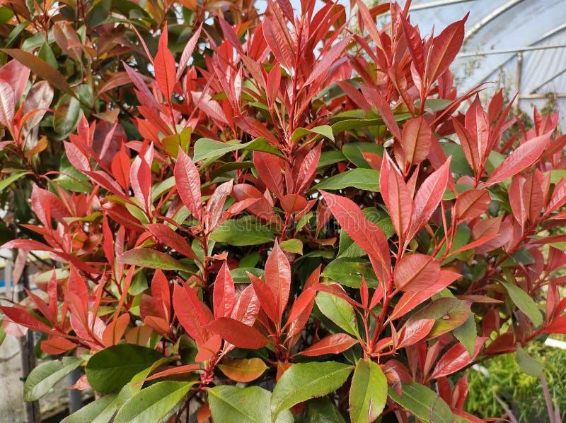 Photinia X Fraseri Carre Rouge Stock Photo - Image of outdoors ...