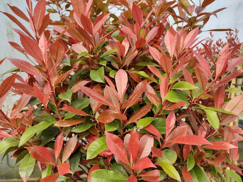 Photinia X Fraseri Carre Rouge Stock Photo - Image of colourful, botany ...