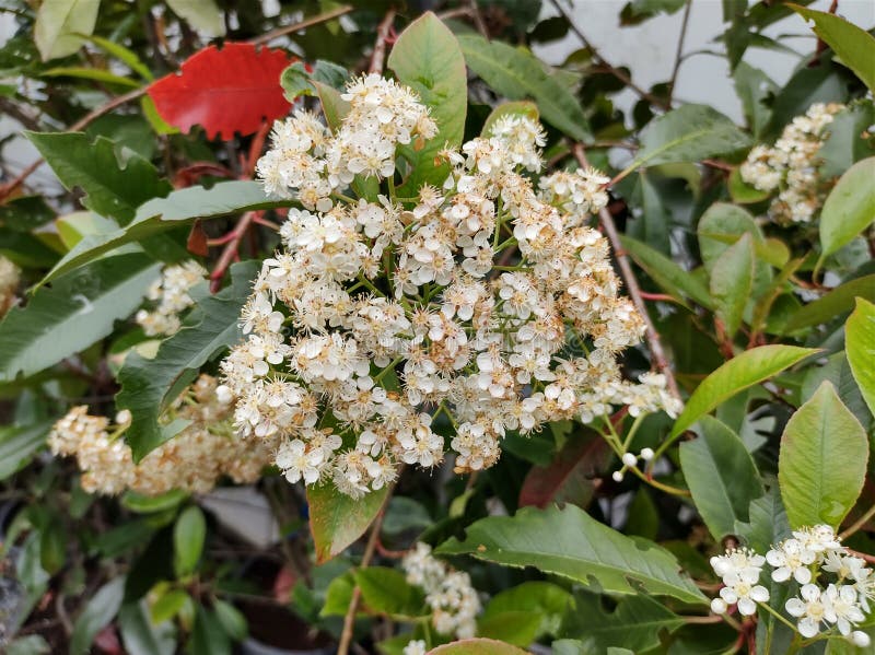 Photinia X Fraseri Red Robin Fotografia Stock - Immagine di verde ...