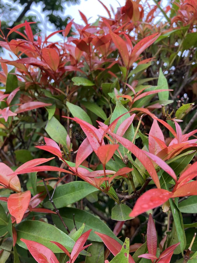 A Photinia Fraseri Red Robin Tree with Both Red and Green Leaves Stock ...