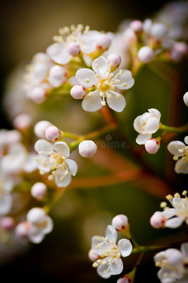 Photinia Fraseri Red Robin White Flowers Stock Image - Image of flowers ...