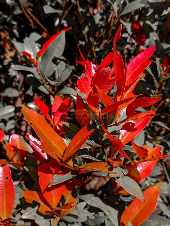 Photinia red robin stock photo. Image of leaf, maple - 239470640