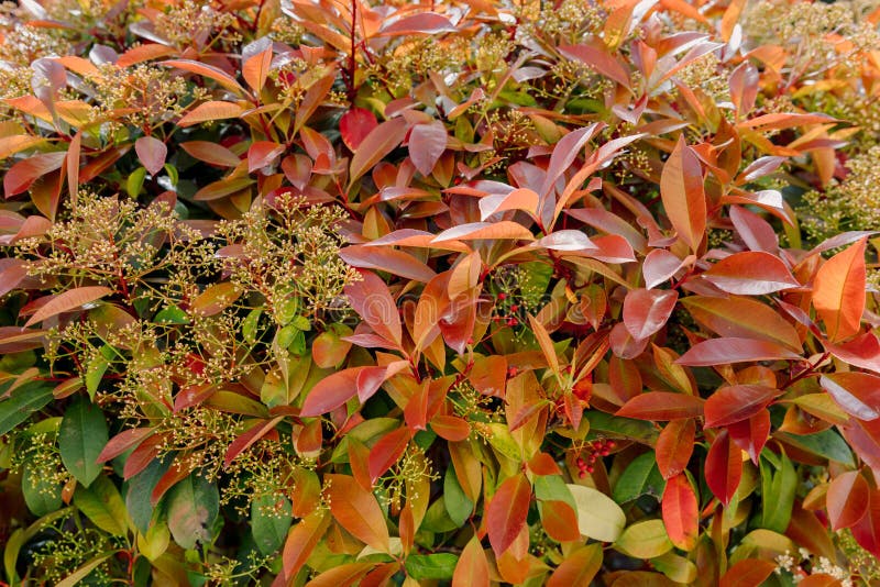 Photinia Red Robin with Bright Red Foliage Stock Image - Image of ...