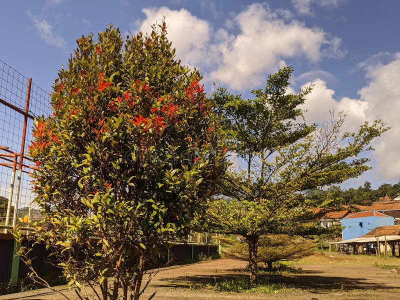 Photinia red robin flower stock image. Image of outdor - 239471549