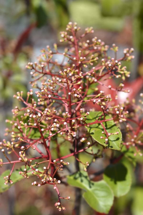 Photinia Red Robin stock image. Image of botany, plant - 260046097