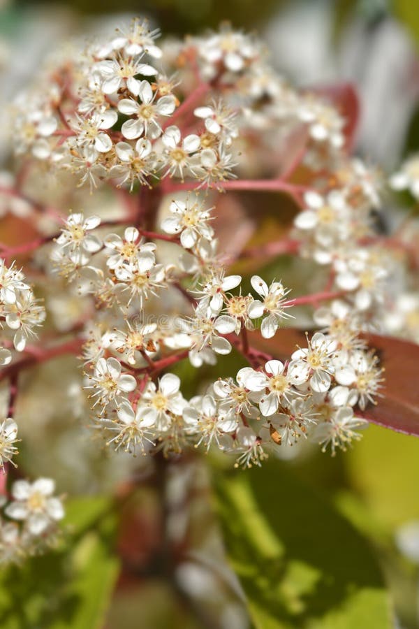 Photinia Red Robin stock image. Image of hawthorn, spring - 274191725