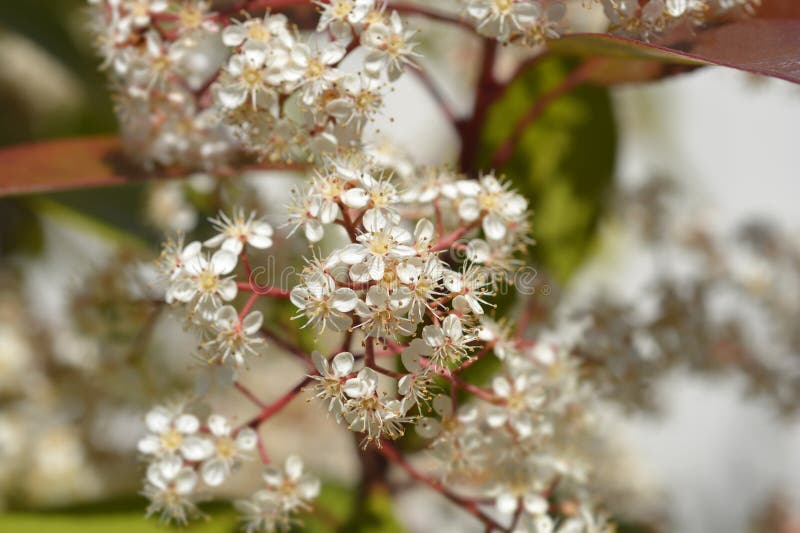 Photinia Red Robin stock photo. Image of nature, spring - 276496028
