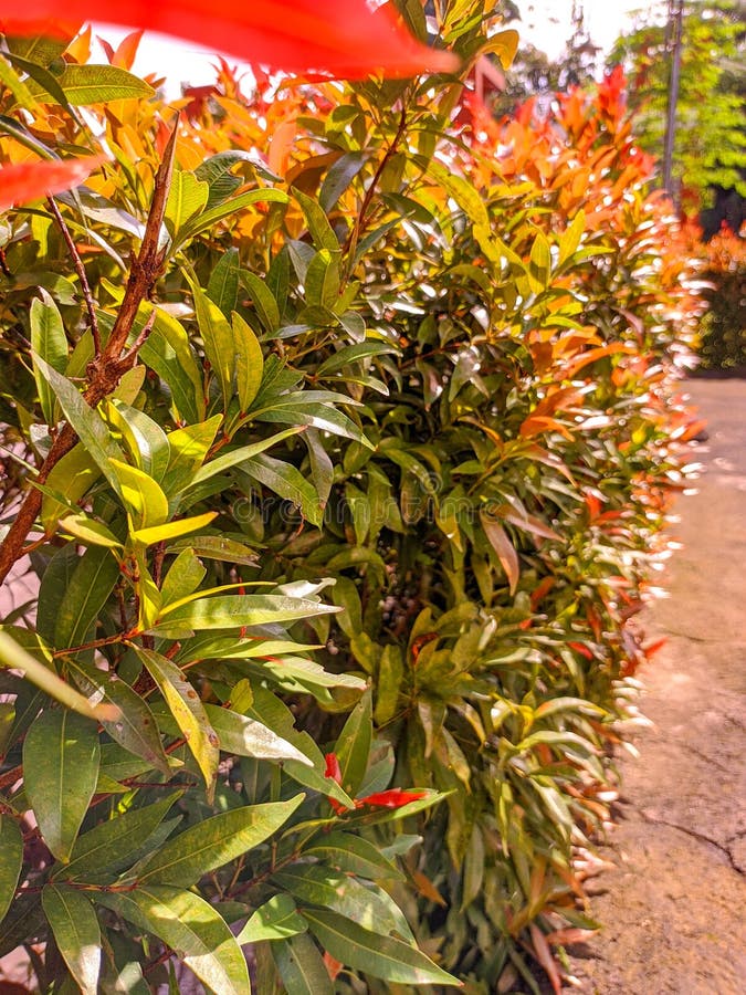 Photinia Red Robin Hedge Close Up Stock Image - Image of photinia ...