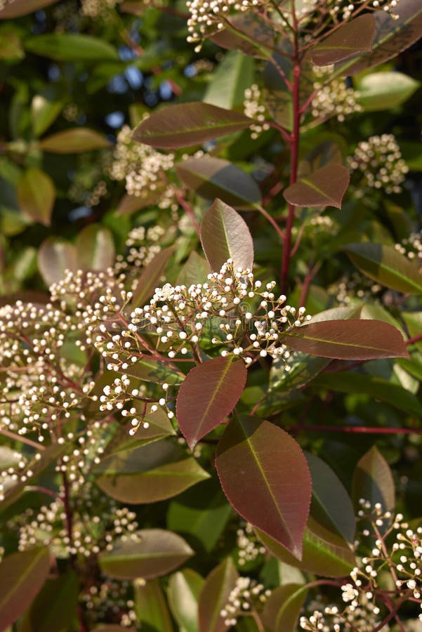657 Photinia Shrub Stock Photos - Free & Royalty-Free Stock Photos from ...